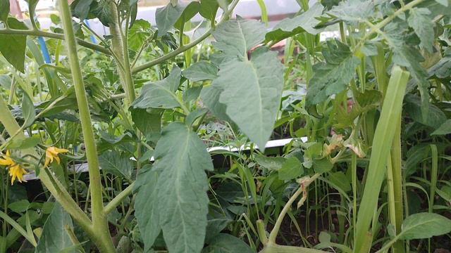 Сажайте томаты только так   👍🤩