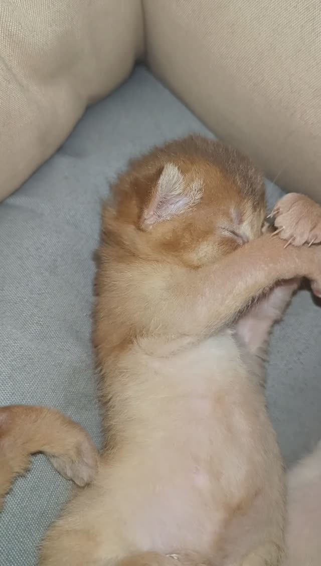 СМОТРЕТЬ ДО КОНЦА?Танец лебедя Исполняет народный Артист балета Пумка??❤ Видео без ускорения.