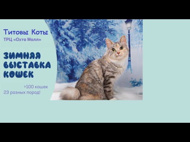 Выставка кошек Охта молл
