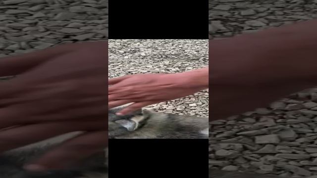 В Хаски центре в Сочи