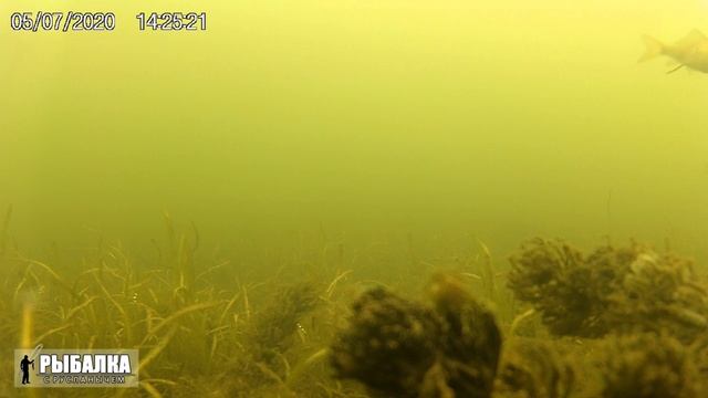 Подводная съемка. Царство карасей