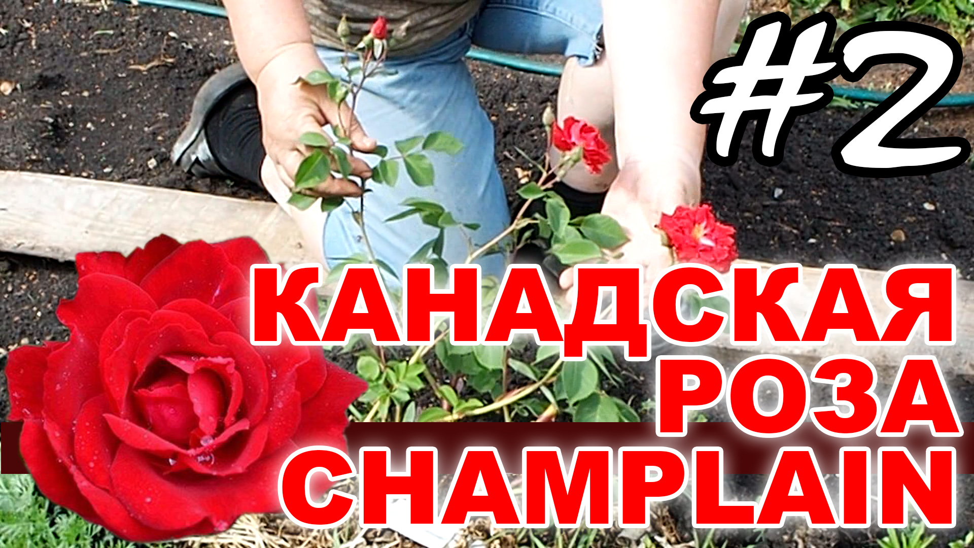 Канадская роза Champlain #2 Прогресс спустя месяц