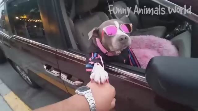 Самые смешные видео с собаками и кошками ? - Лучшие смешные видео с Животными 2023 ? #1