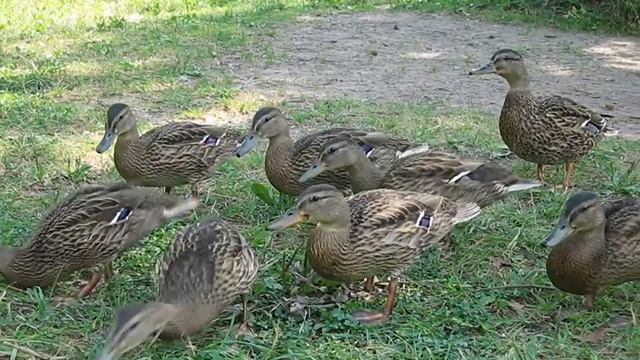 arew1460 Уткина мать.mp4.mp4