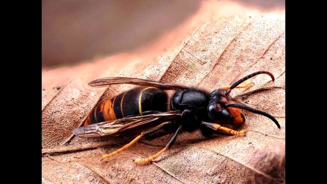 Библия. 16-05. Книга Неемии (05). И сделался большой ропот в народе.