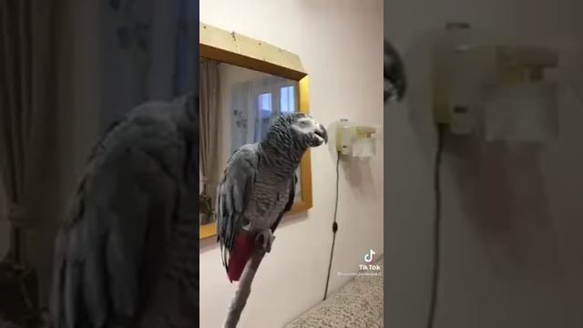 Попугай красава. Нет слов ??.