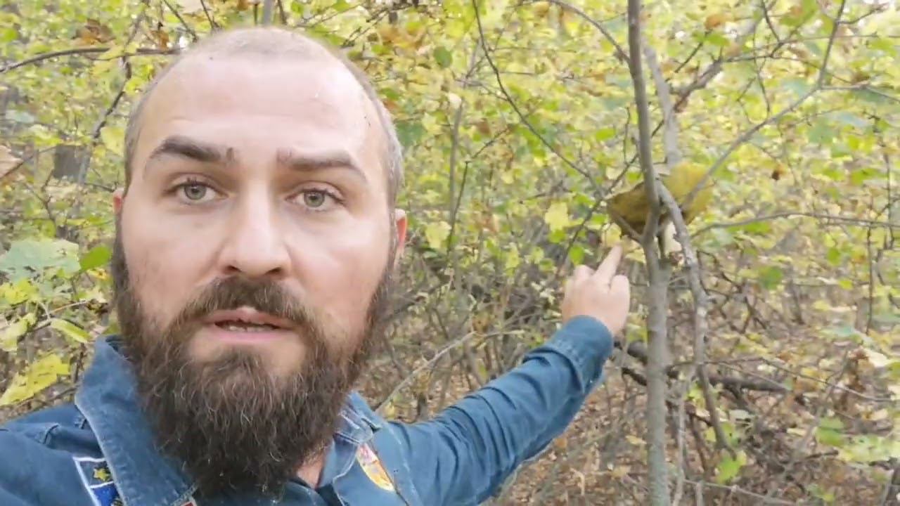 Ночная грибалка, грибы атакуют