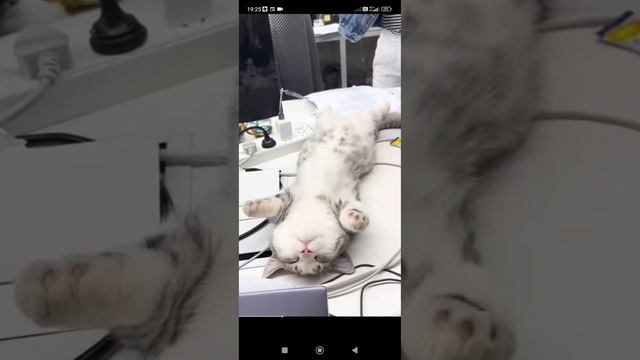 Всем спокойной ночи!  #сказка #прикол #приколы #юмор