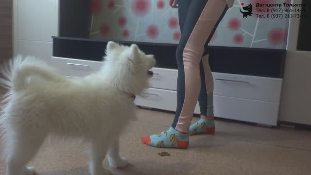 Обучение щенка не подбирать с земли. Второй этап. Дружкова Юлия и самоед Чандра. Тольятти, 19.07.22.