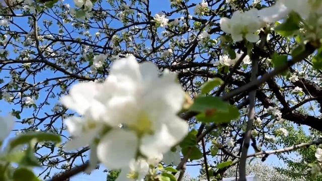 Яблони в цвету,весны творение 20 мая 2021 г.