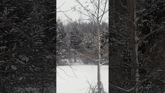 Зима. Стук дятла. Александра Миркушова