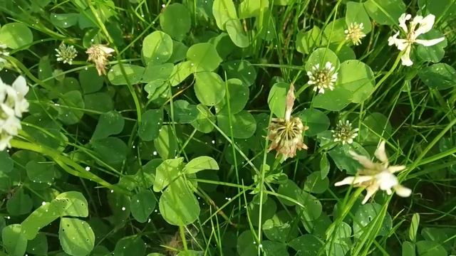 002.18 июня Что ни день, то новость- Поиск клевера.mp4