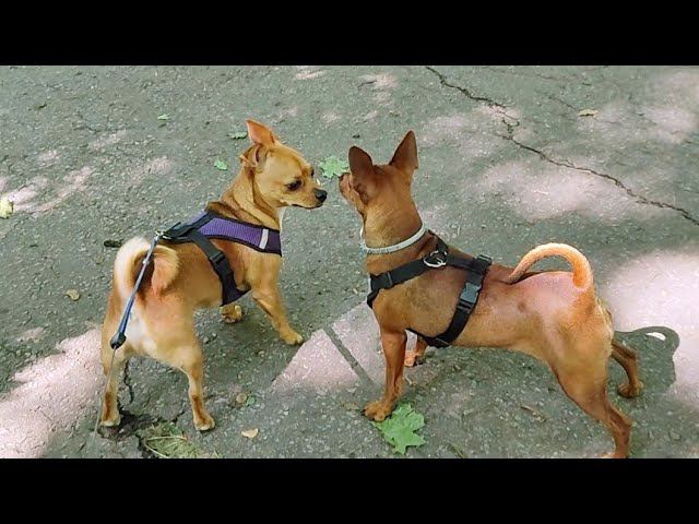 Фокс знакомит Арчи со своей подружкой Саванной. Тусовка мелкашей. Чихуахуа, цвергпинчер и шпиц