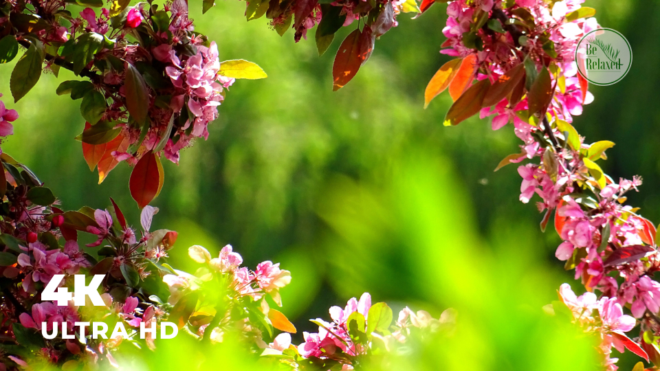 Мелодия весны и щебет птиц | Вальс цветов