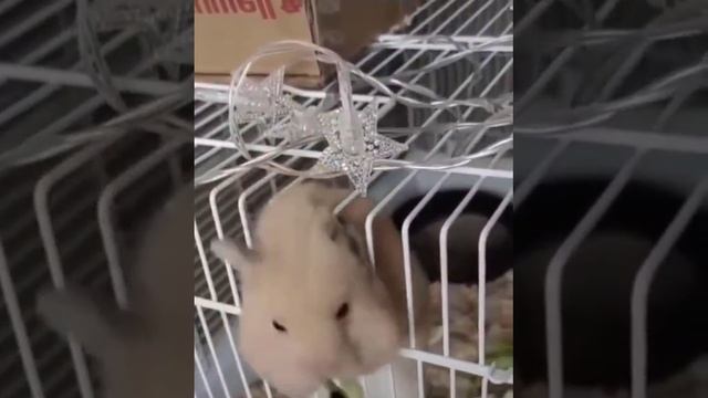Смешное видео про животных! Хомяк застрял в клетке! Забавные животные видео! ?