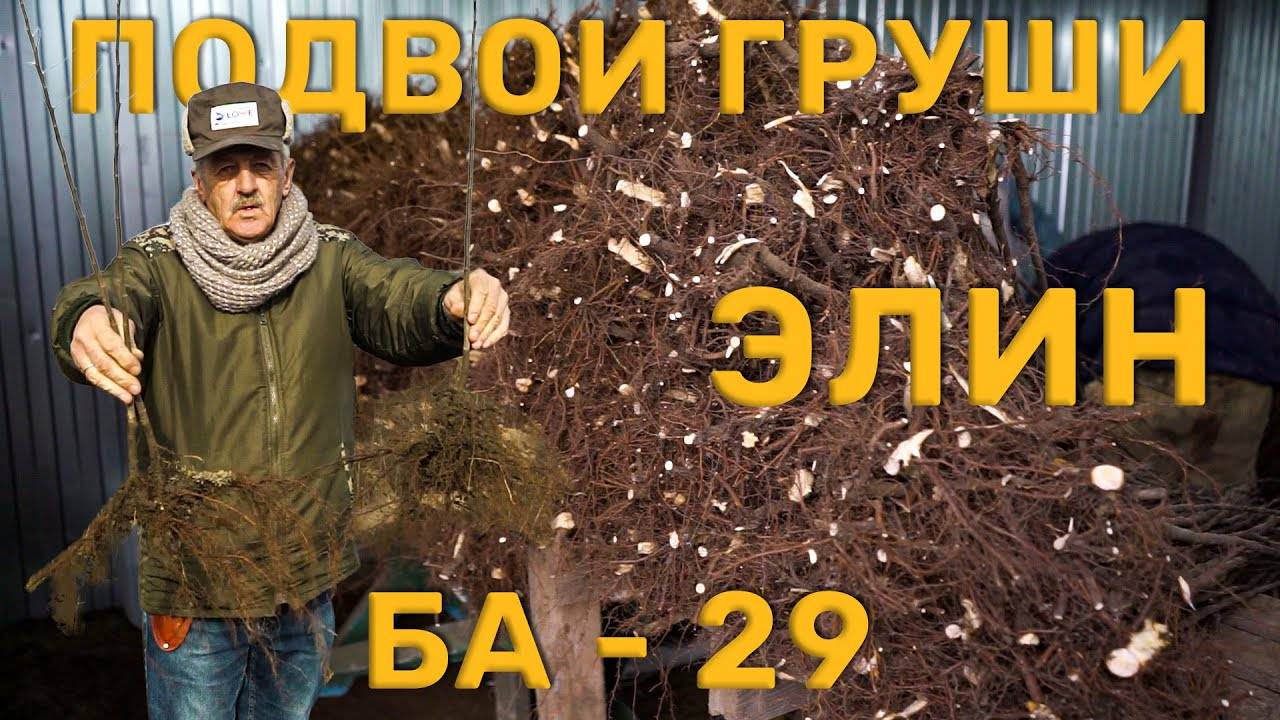 Груша. История про подвои