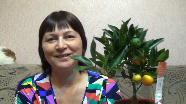 Лавр и Кумкват на окошке