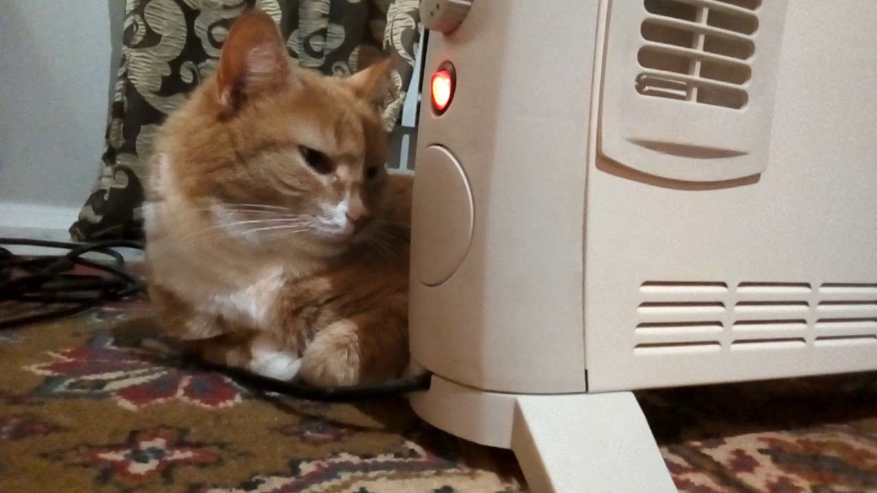 Рыжик греется