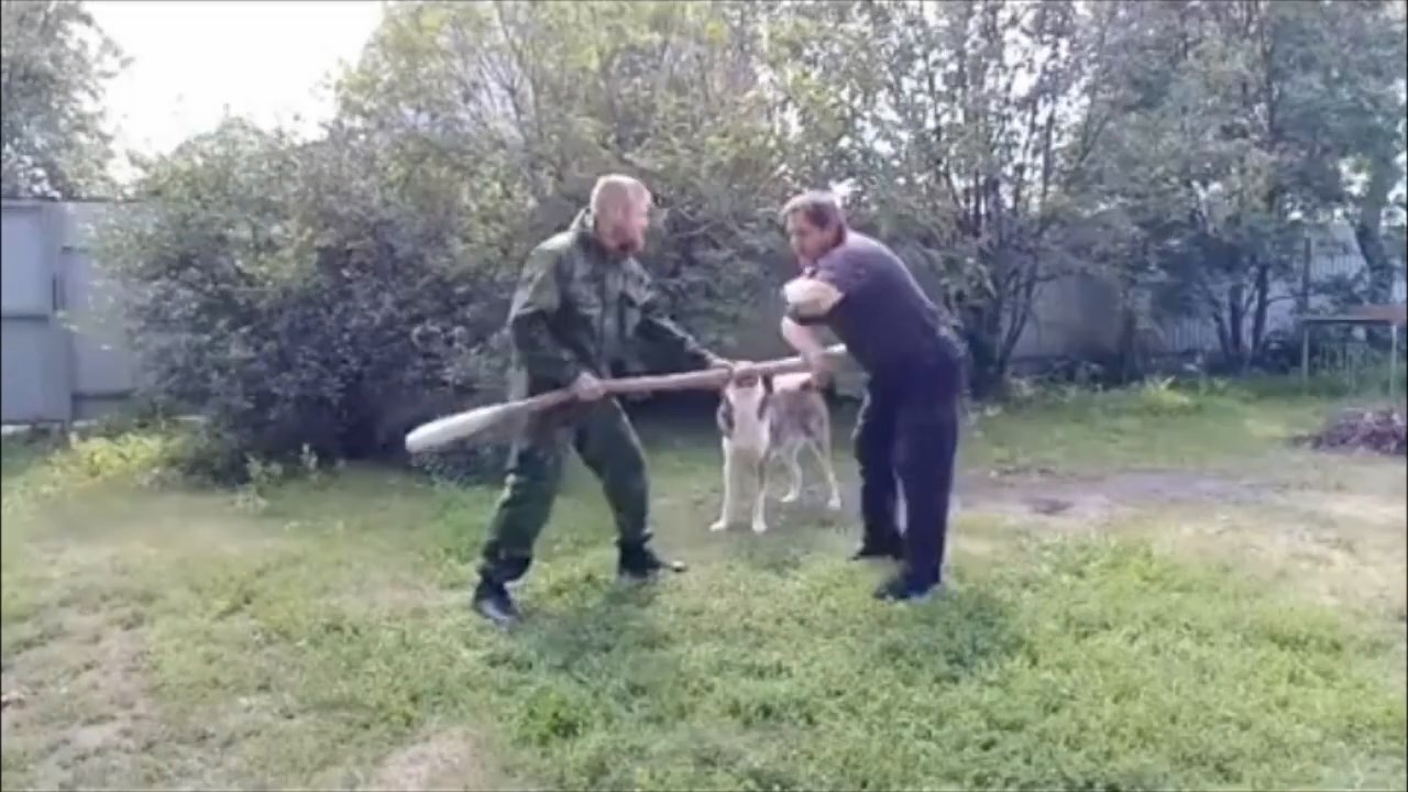 Игра палочка-выручалочка и штанга