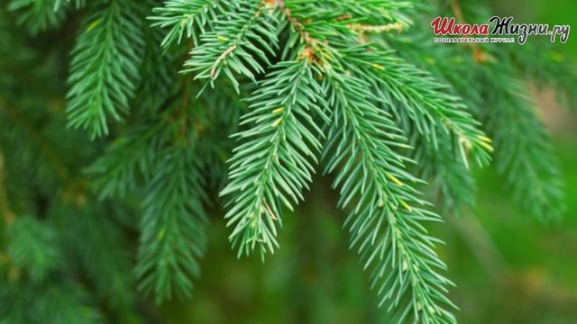 Новогодние подарки. Кто придумал дарить их друг другу?