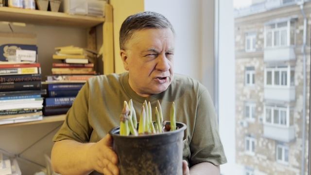 Приступаем к выгонке тюльпанов