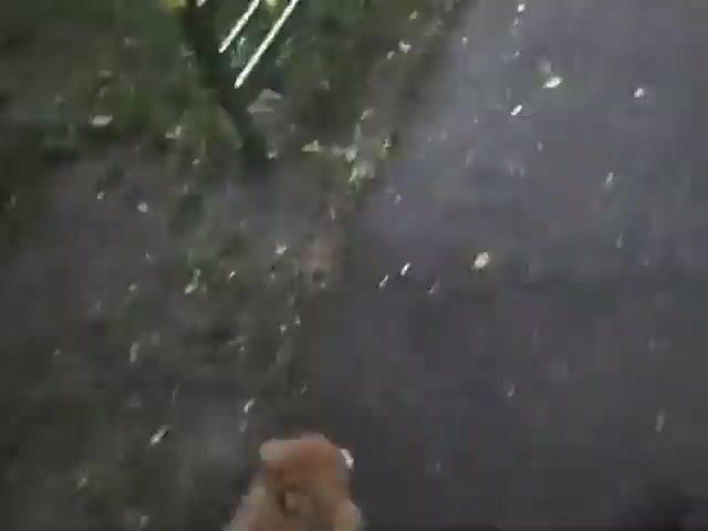 Сериал ИМРК 90 — Прогулки с собаками с Иваном Краснояровым