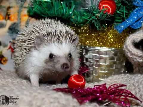 Наши африканские карликовые ежи. Фото-видео архив