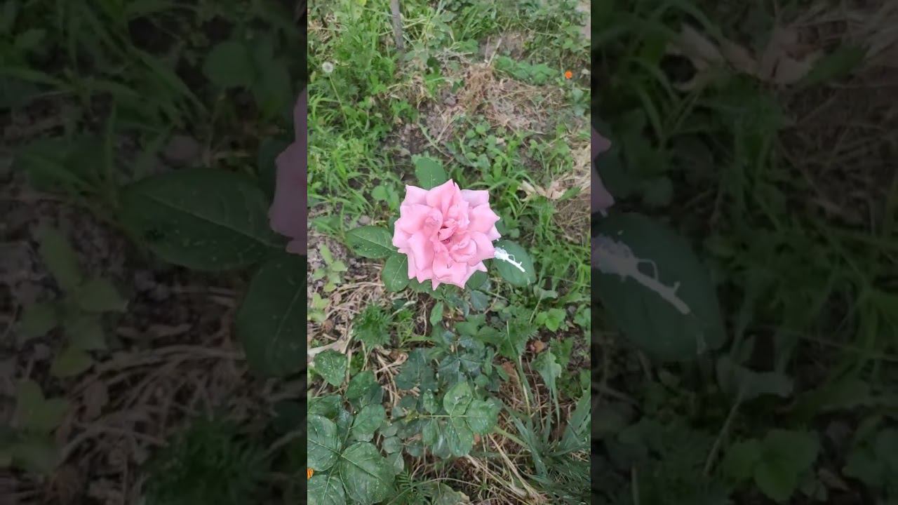 мои цветочки в июне 2023г