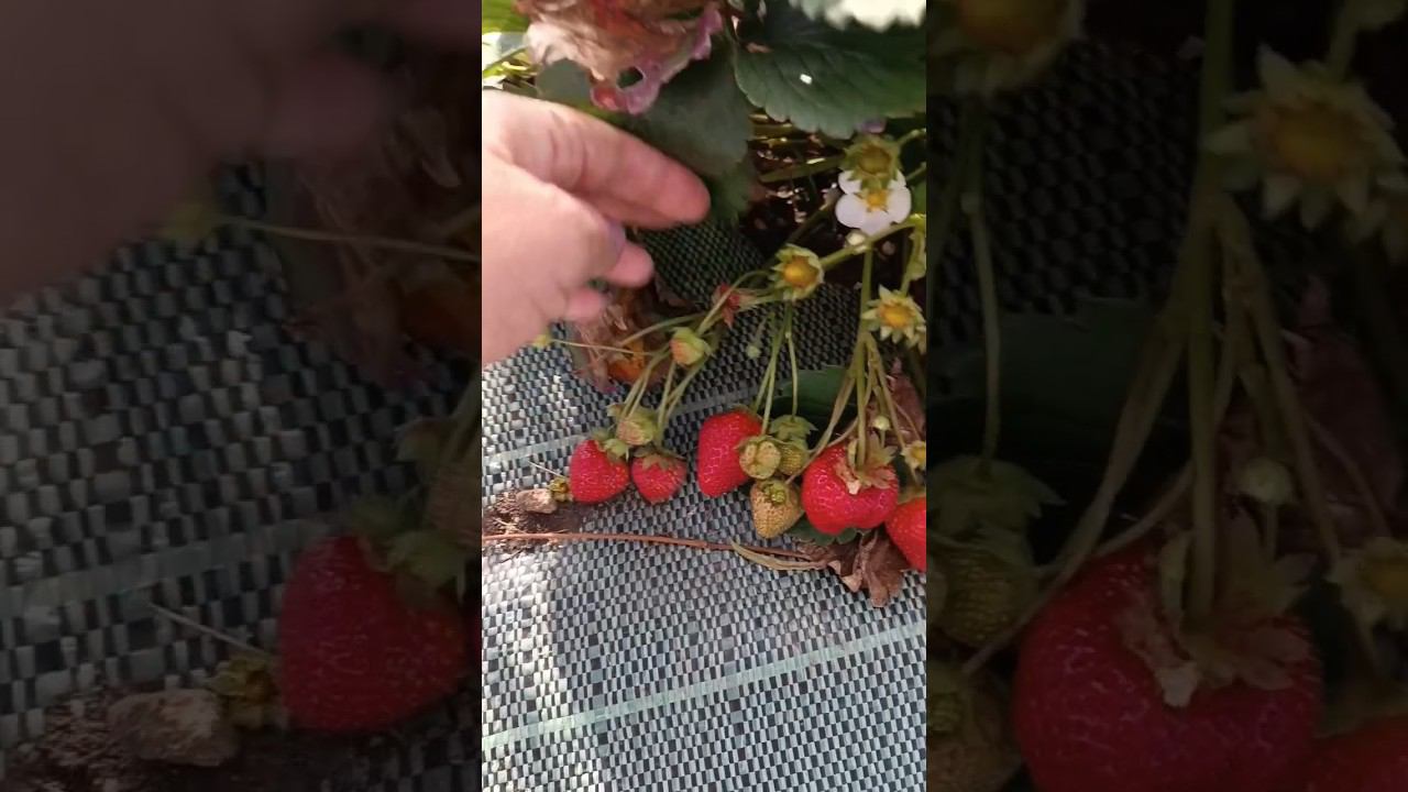 Клубника в Сибири в конце сентября. Ремонтантная клубника.