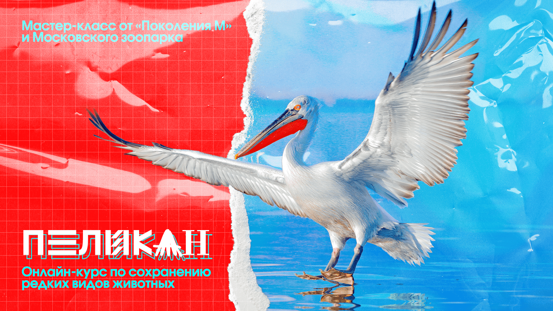 Пеликан. Онлайн-курс по сохранению редких видов животных