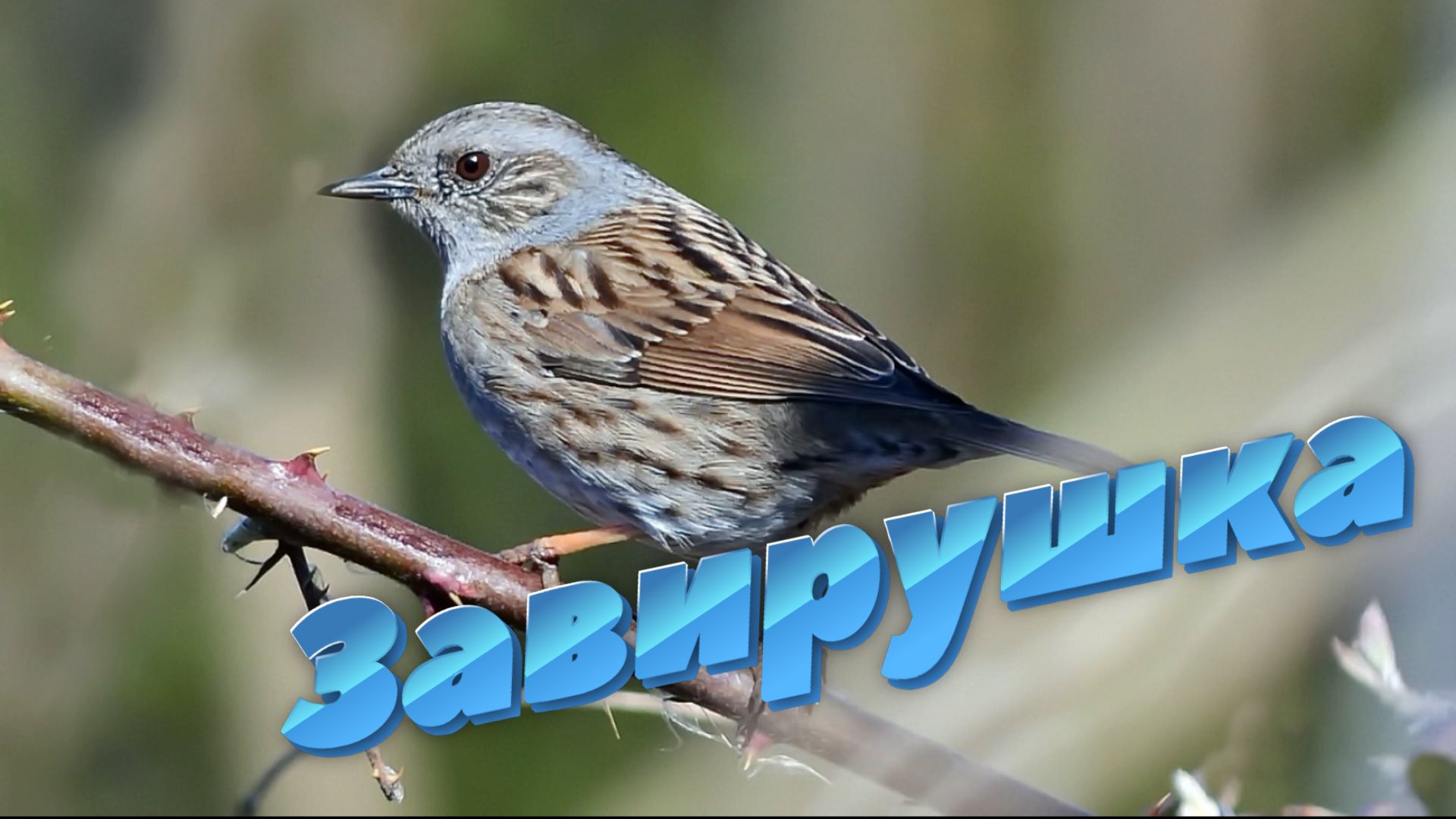 Завирушка  Accentor