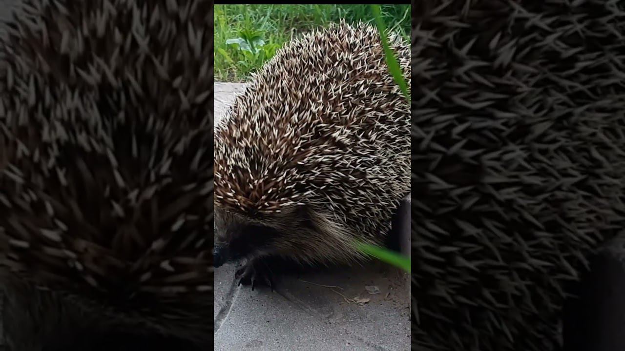 К нам в деревне пришел Ёжик. #природа