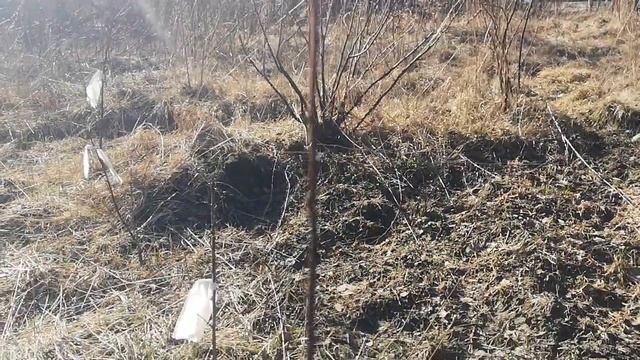 тернослива саженцы.mp4