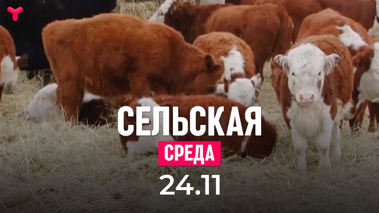 Сельская среда 24.11.2021