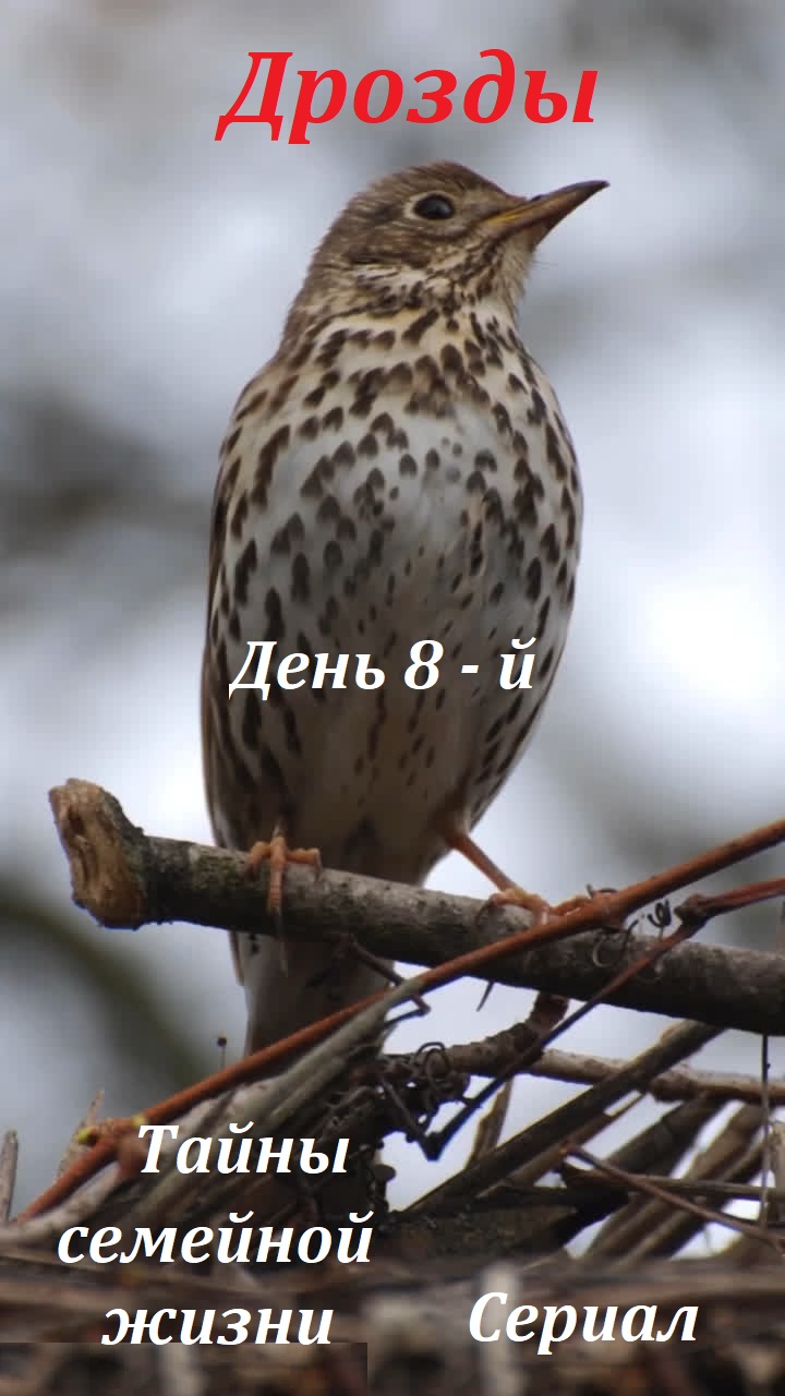 Птица дрозд. Тайны семейной жизни. День восьмой
