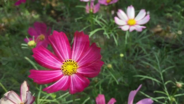 Полевые цветы