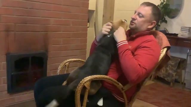 Бигль на ручках у камина @beekeeperhouse