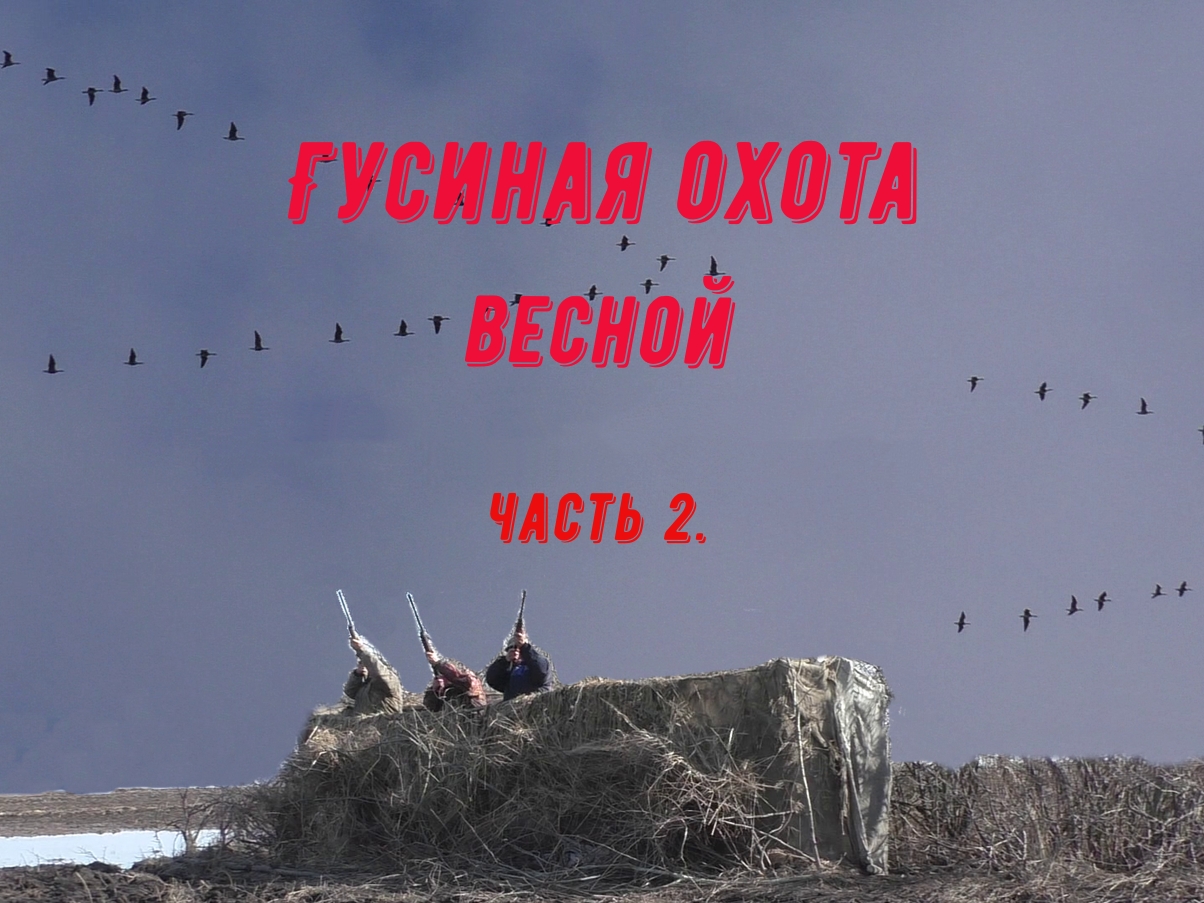 Гусиная охота. А гусь все летел и летел. Spring goose hunting, mass passage. Ч.2