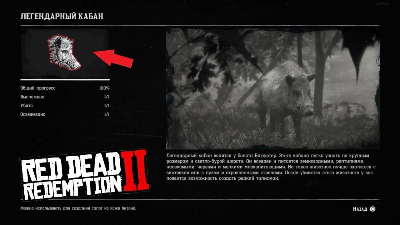Red Dead Redemption 2: Легендарный КАБАН - Где найти и что можно изготовить из шкуры кабана?