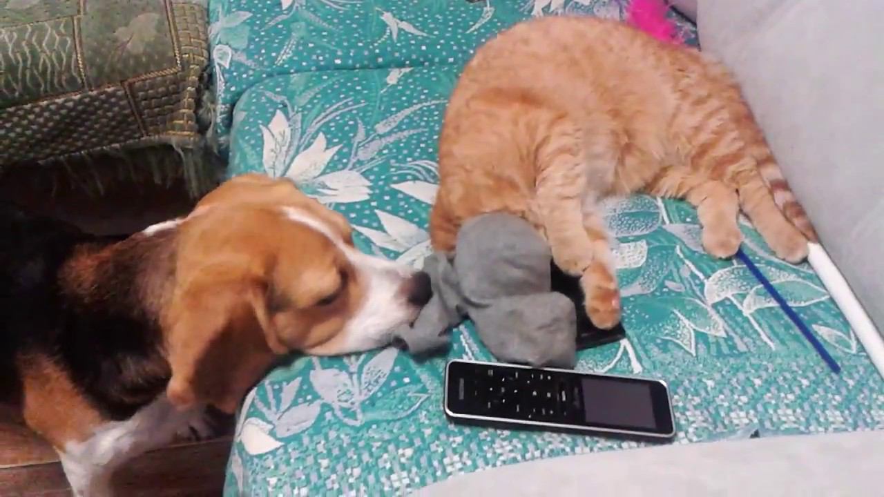 Крош и Фока 28.04.2013