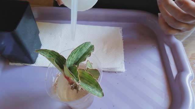 Укоренение сансевиерии Клеопатра