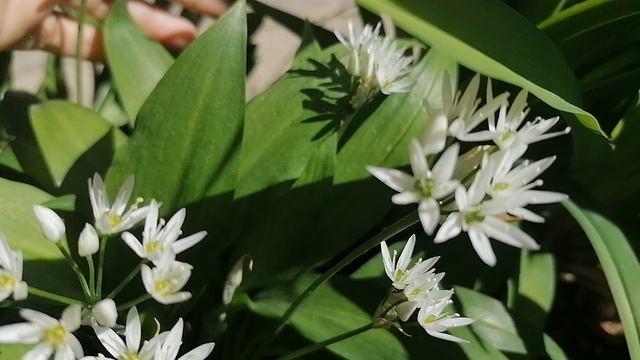 + черемша  июня 2022.mp4