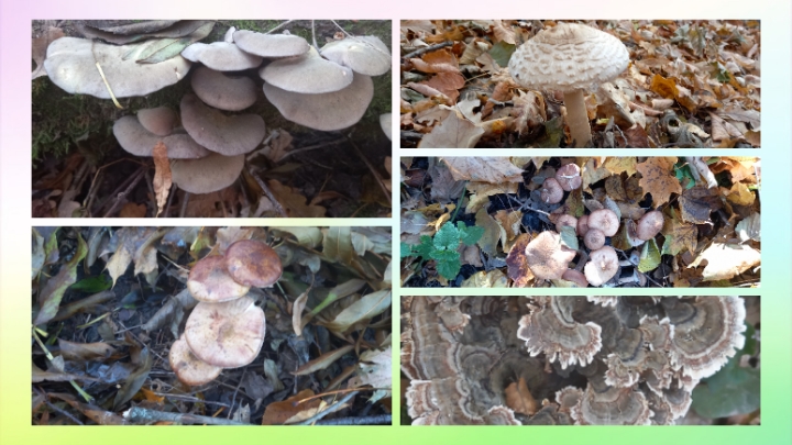 РАЗВЕДКИ ПО СТАРЫМ И НОВЫМ МЕСТАМ! Грибы есть, но какие...