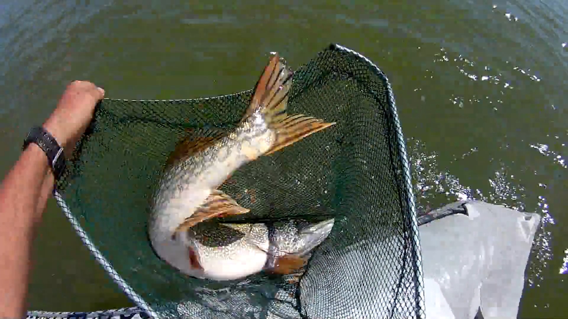 Фильм! Один день с Владимиром Курочка на р.Иртыш г.Омск 2 07 2019 год, Рыбалка спиннингом, троллинг.