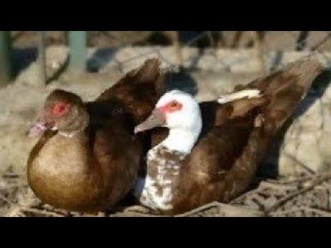 Забирать яйца у индоуток или нет