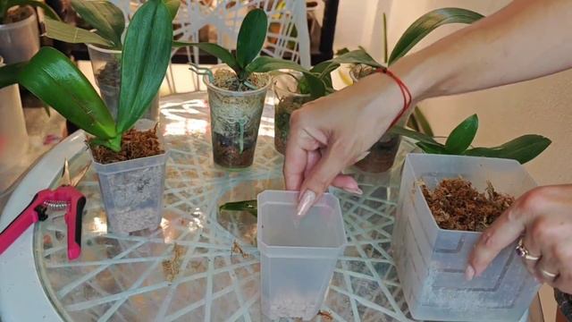 Чудесное ВОССТАНОВЛЕНИЕ ! Лечебная манипуляция для орхидей!