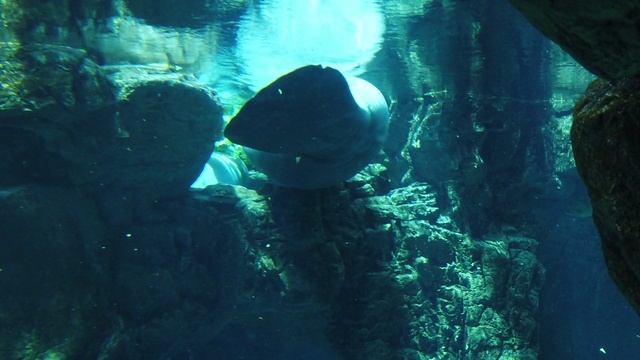 ФУТАЖИ! Дайвинг