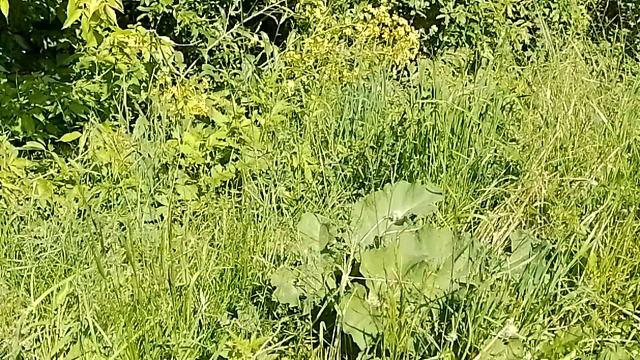 Я по скверику иду