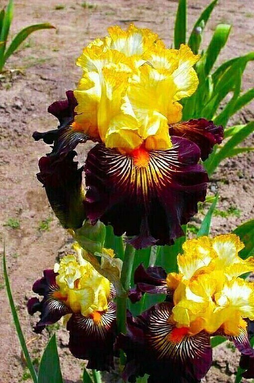 Музыка для снятия стресса-4. Л.Бетховен