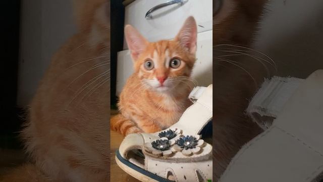 зачем то наблюдает.mp4